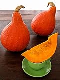 Red kuri squash - How to grow & care