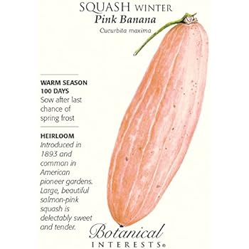 Amazon.com : Jumbo Pink Banana Squash 13 Seeds : Vegetable Plants ...
