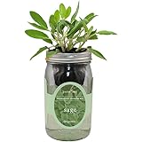Amazon.com : Environet Hydroponic Herb Growing Kit Set, Self-Watering ...