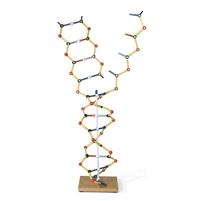 3B Scientific W19801 DNA RNA Model, 50cm Height Nepal | Ubuy