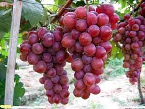 Amazon.com : SD0543 Red Grapes Fruit Seeds, New Fresh High Germinating ...