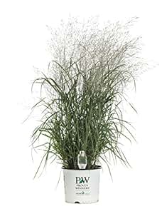 Amazon.com : Prairie Winds Apache Rose Switch Grass (Panicum) Live ...