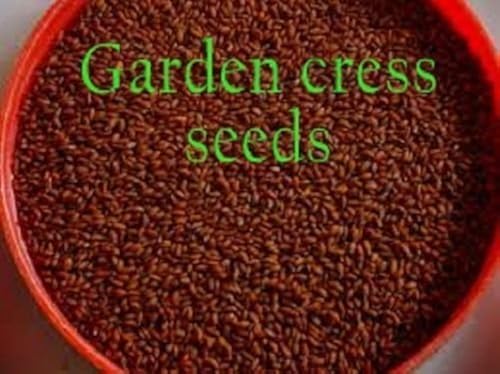 1 kg HALIM Aliv GARDEN CRESS SEEDS Lepidium Sativum Ayurveda in Saudi ...