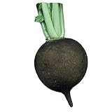 Black radish - How to grow & care