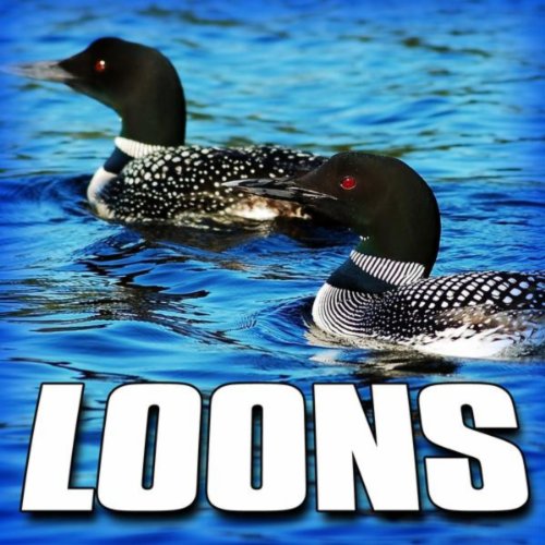 Loon Sounds Audio