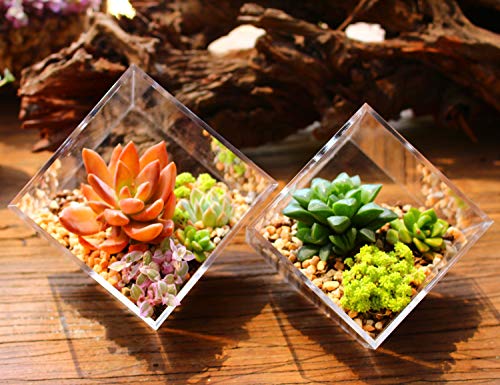해외직구전문 쇼핑365 Evron Clear Flower Planter Pots,Artistic Room Decor,Fully ...