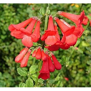 Amazon.com : 150 Eaton's FIRECRACKER PENSTEMON Penstemon Eatonii Flower ...