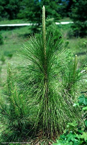 5 Semi di Pinus Palustris Longleaf Pine Tree price in Saudi Arabia ...