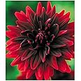 Amazon.com : Sam Hopkins Dahlia - 5 Gallon Size Bare Root Tuber : Patio ...