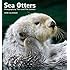 2017 Sea Otters Wall Calendar: Michael Yang: 9780764973314: Amazon.com ...