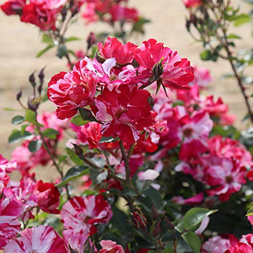 Fast Growing Roses | Grow Roses Fast - Fast Growing Roses Climbing