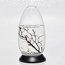 Amazon.com : EcoSphere Closed Aquatic Ecosystem, Small Pod, with ...
