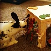Amazon.com : Mini Activity Zone Rabbit Toy : Pet Toys : Pet Supplies