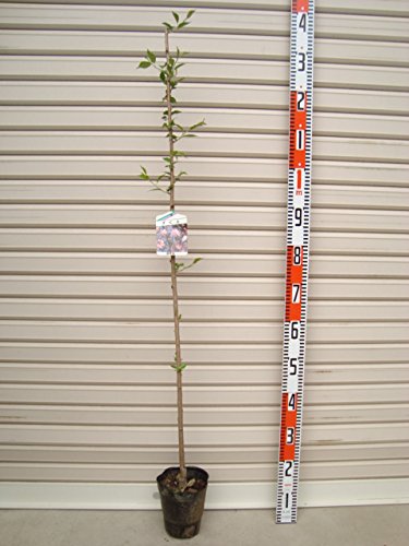 Mua Edo Higan Cherry Blossoms, 1st Year Seedling (Produced in 2022 ...