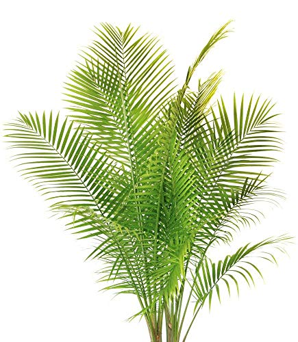 Mua Pair of Phoenix Palm Canariensis Exotic Outdoor Plants Drought ...