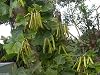 True Jicama Seeds,Pachyrhizus erosus a.K.a ,Climbing Yam Bean, Mexican ...