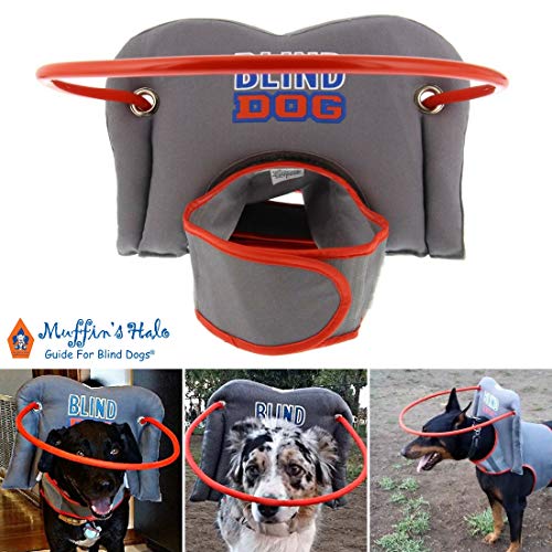 Muffin's Halo Blind Dog Harness Guide Device - Help for Blind Dogs or ...