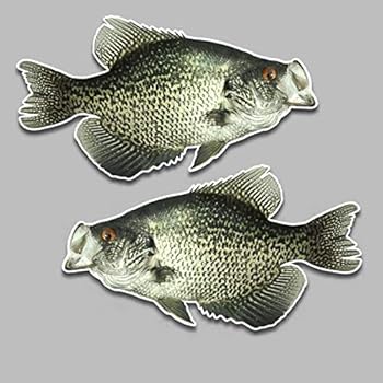 Amazon.com: Black Crappie Fish Realistic Vinyl Decals 5.5" x 10" Set of ...