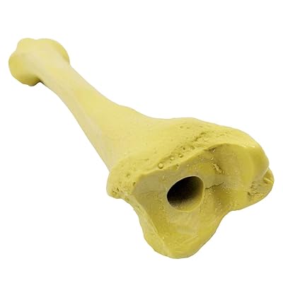 Buy Tibia Bone Model, Anatomy Tibia Bone Model for Medical Teaching ...