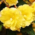 Amazon.com : Yellow Double Begonia Flower Bulbs - 3 Tubers per Pack ...