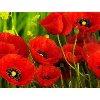Amazon.com : Red Flanders Poppies - 100, 000 Seeds : Flowering Plants ...