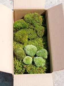 Amazon.com: Terrarium Moss Kit : Pet Supplies