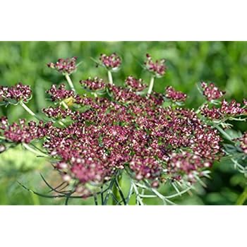 Amazon.com : Pink and Burgundy Dara Ammi False Queen Anne's Lace Bishop ...