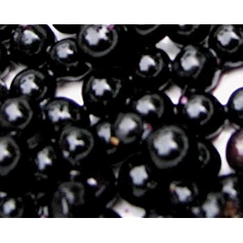 Amazon.com : Scarlet Ovation Evergreen Huckleberry - Vaccinium ovatum ...