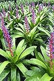 Aechmea tayoensis - How to grow plants