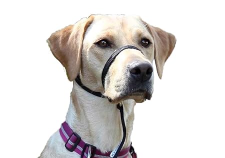 K9 Bridle - to stop your dog pulling (Medium, Black): Amazon.co.uk: Pet ...