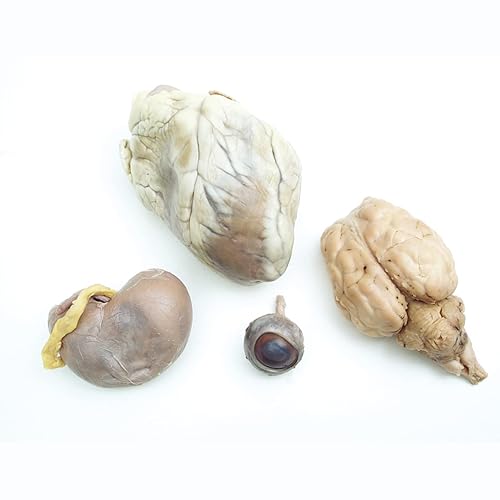 Anatomy Lab Preserved Mammal Organs Specimen for Dissection Set, Pack ...