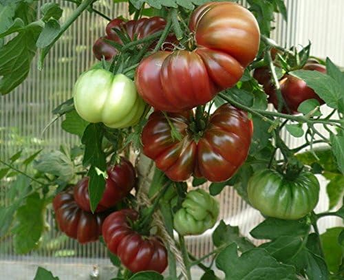 10 Semillas Tomate Cherokee Purple – Variedad atigua indígena, de muy ...