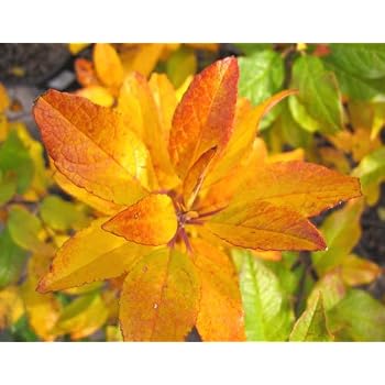 Amazon.com : Male Winterberry Holly 'Southern Gentleman' (Ilex ...