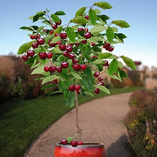 25 Bonsai Dwarf Cherry Tree Seeds | Indoor or Outdoor Fruit Tree | Made ...