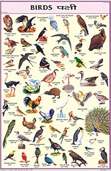 Buy TeachingNest | Birds Chart (50x75cm) | Charts For Children | With ...