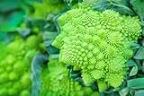 Romanesco - How to grow plants