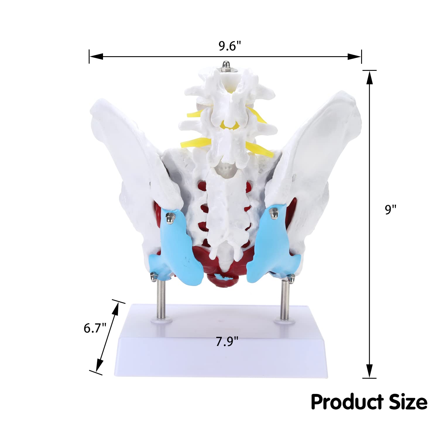 Mua MIIRR Female Pelvis and Perineum Model with Detachable Organs ...