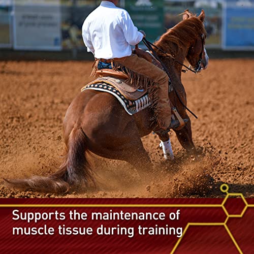 Vita Flex Pro Accel Lifetime Health & Wellness Formula for Horses, 5 ...