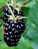 Blackberry plant - How to grow plants