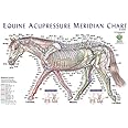 Equine Acupressure Meridian Composite Chart Horse (Lake Forest ...