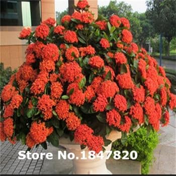 Amazon.com : Nora Grant Tropical Ixora Live Plant Plant Bright Pink ...