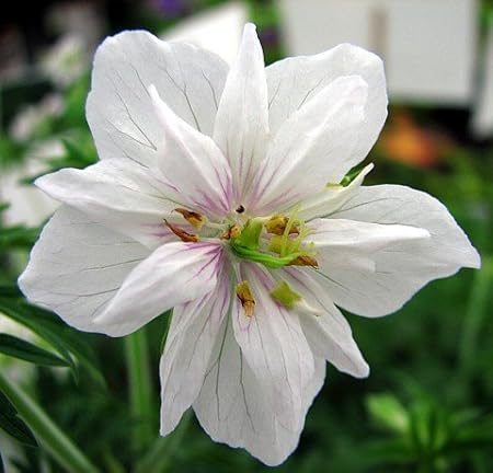 Amazon.com: Hardy Geranium Double Jewel - New! -Unique Double Bloom - 4 ...