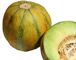 Amazon.com : Israel (Ogen) Melon - An extremely juicy melon and is ...