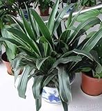 Rohdea japonica - How to grow & care