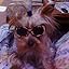 Amazon.com : Doggles ILS Medium Leopard and Smoke Lens : Pet Sunglasses ...