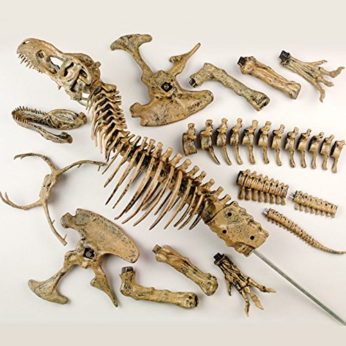 Edu-Toys T-Rex Skeleton 36" Scale Replica Model | Assemble & Display ...