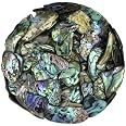Amazon.com: PAUA (Abalone) Shell Pieces Satin for Beach Theme Party ...