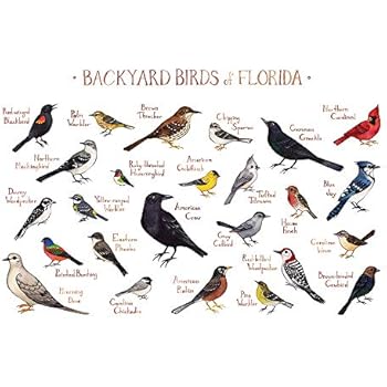 Amazon.com: Backyard Birds of Florida Field Guide Art Print: Posters ...