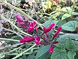 Salvia involucrata - How to grow & care