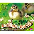 Animals in Spring (All About Spring): Rustad, Martha E. H ...